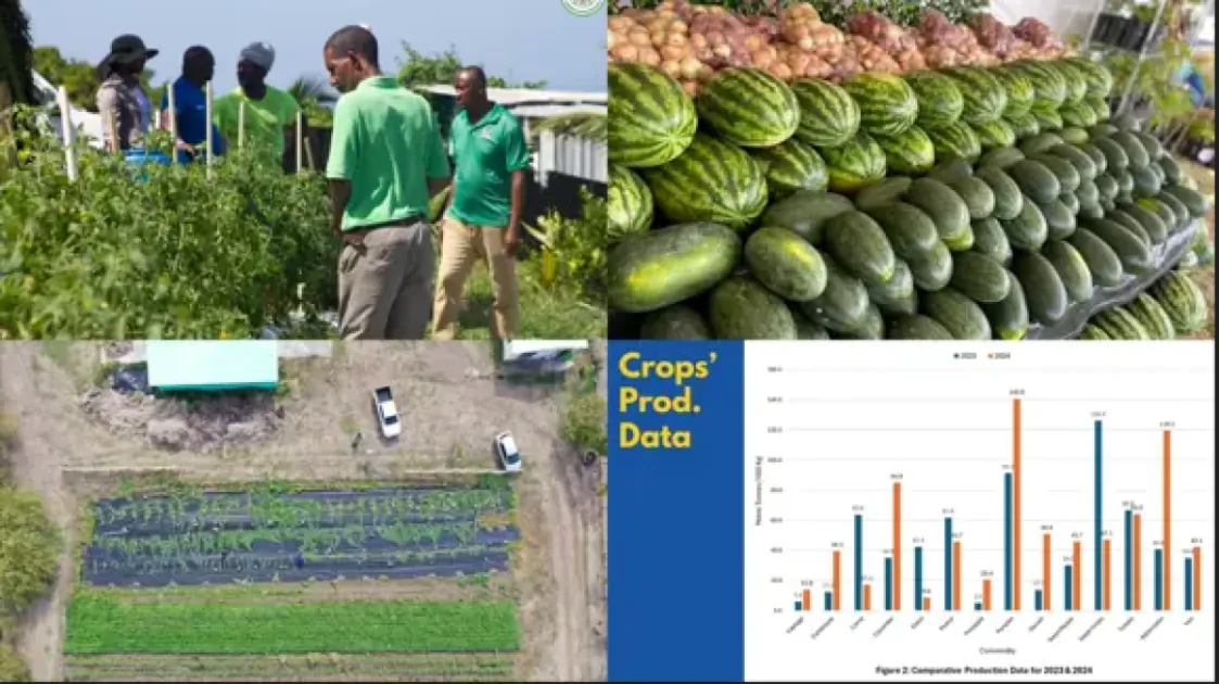 Pumpkin, Watermelon and More: St. Kitts and Nevis marks significant crop growth - Writeups 24 ...