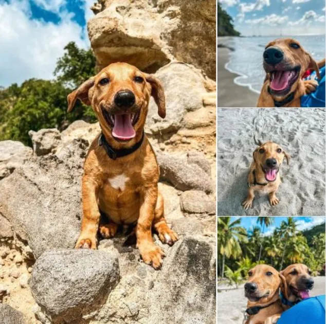 Saint Lucia: Meet Tobi, new pup in HelpAWS - Writeups 24: Caribbean News and Insights