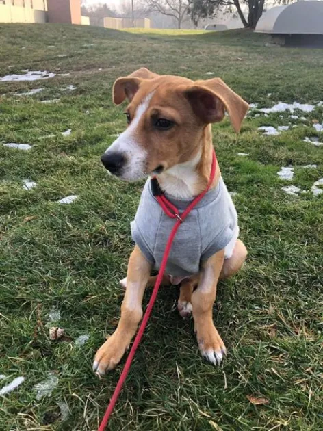 Saint Lucia: HelpAWS introduces sweet boy Cooper, shares his experience ...