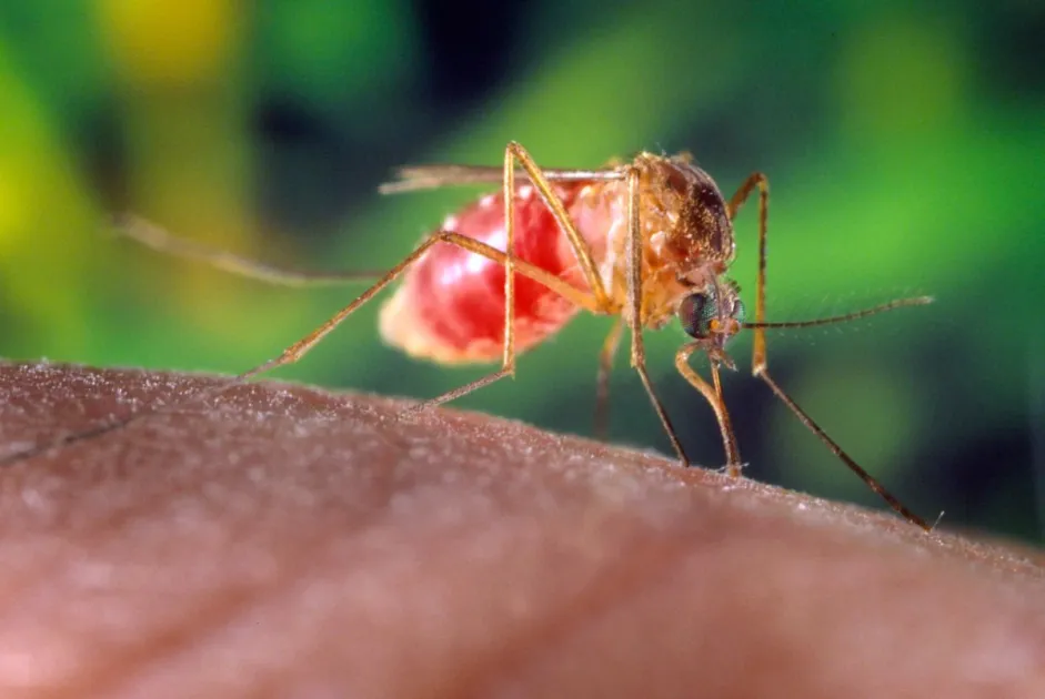Guyana Health Ministry warns about Lymphatic Filariasis (LF) as public ...