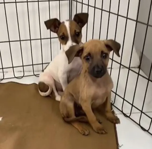 Saint Lucia: HelpAWS welcomes two puppies to family; know their story here - Writeups 24 ...