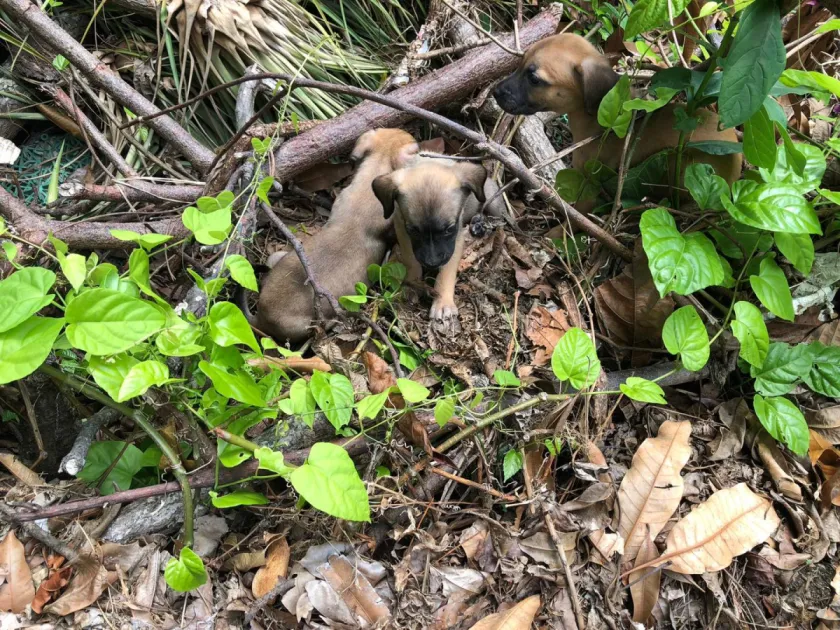 HelpAWS adopt three pups, share heartfelt story - Writeups 24: Caribbean News and Insights
