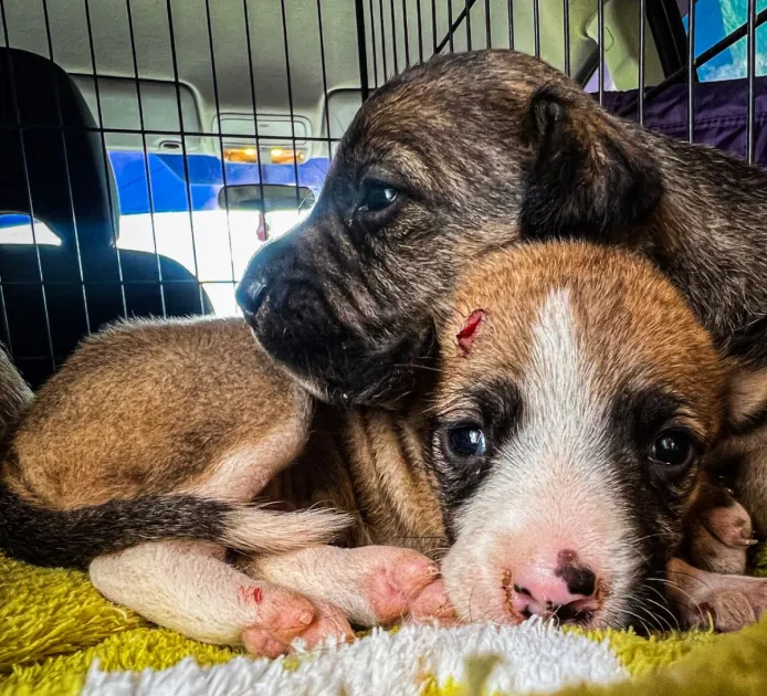 HelpAWS shares heartfelt story of Sasha - Writeups 24: Caribbean News and Insights