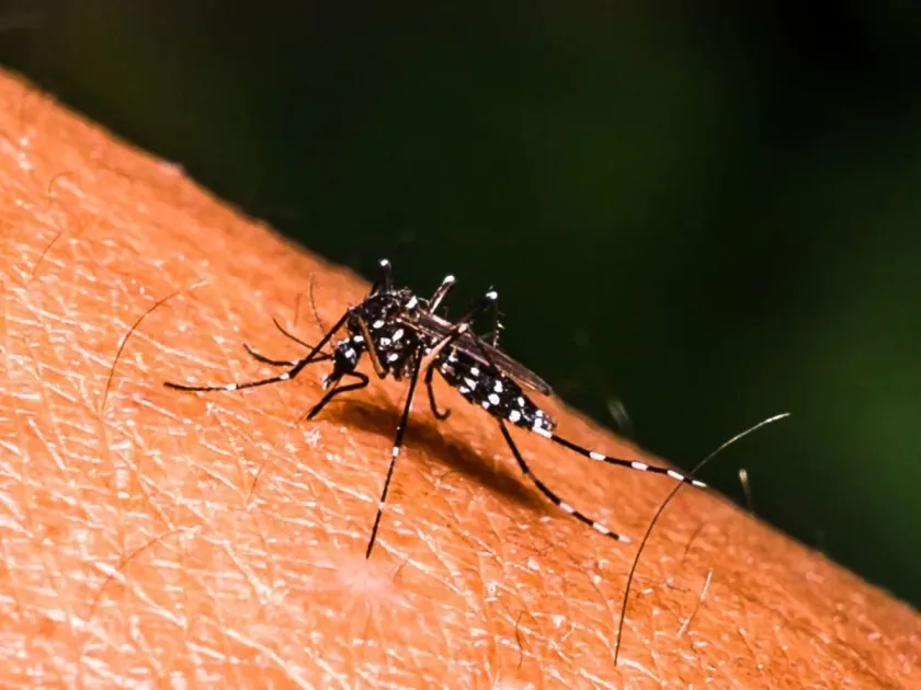 Guyana Breaths a sign of relief as Dengue cases begin to decrease - Writeups 24: Caribbean News ...