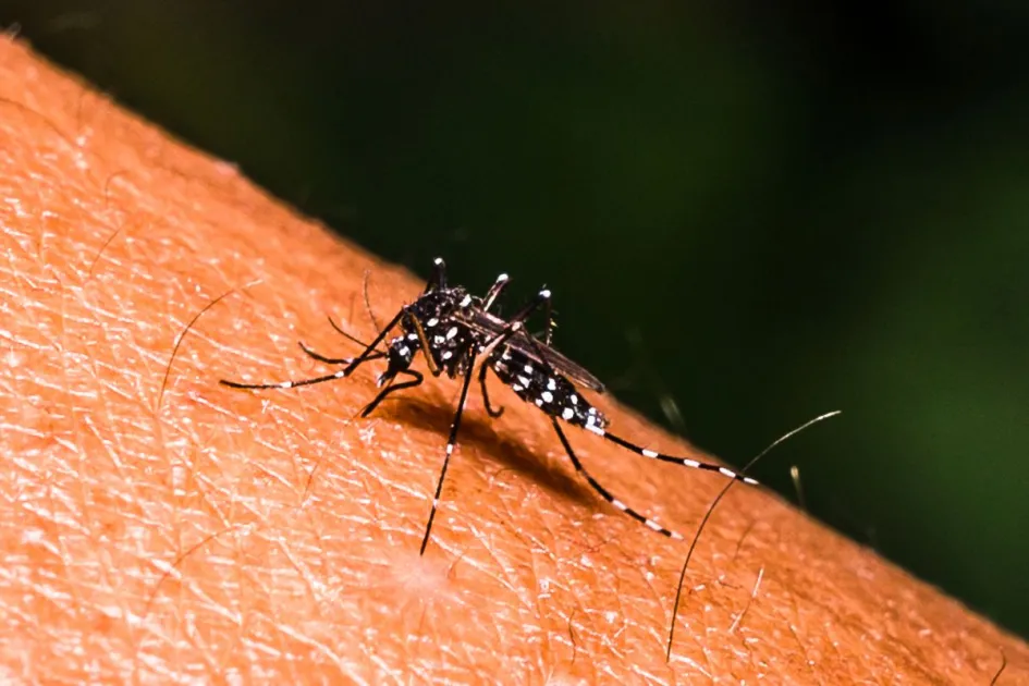 Environmental Health Department of Saint Lucia prepares for dengue ...