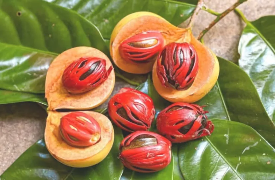 PM Mitchell brings bold shift in agriculture sector, ends nutmeg ...