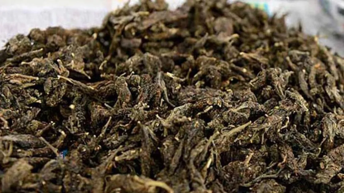 Jamaica’s Narcotics Division seizes over 900 pounds of Ganja ...