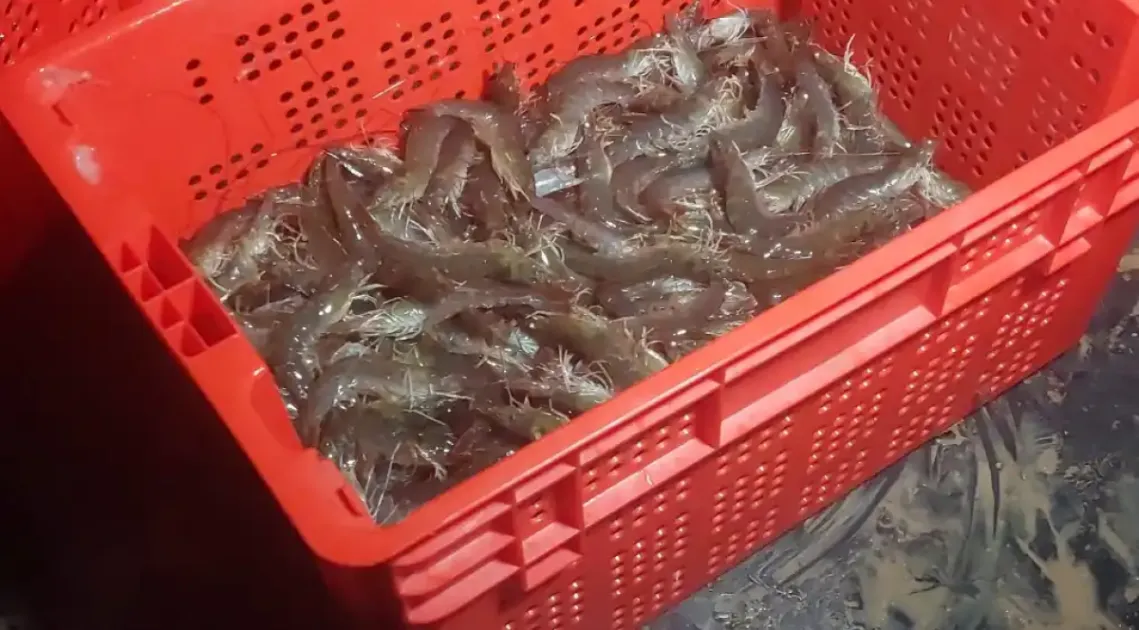 Guyana records 495 kg harvest of prawns, aims to generate over US$2 ...