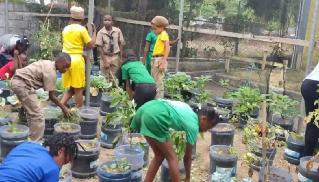 Buff Bay Primary School: Pioneering modern farming education in Jamaica ...